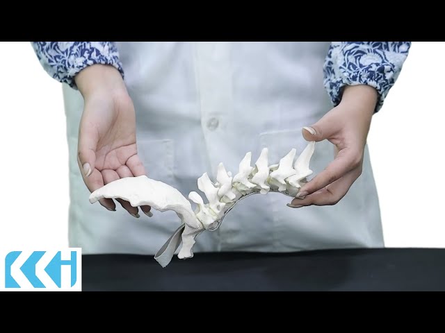 Human Spine Model - Lumbar Sacrum Bone Model Manufacturer from New Delhi