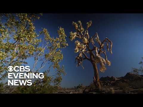 Scientists say Joshua Tree is at risk of extinction