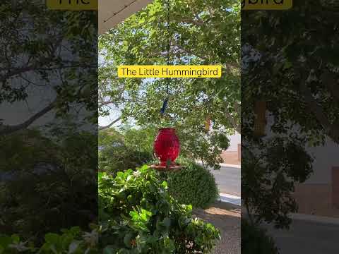 "60 Seconds of Serenity: Hummingbird Feeding in My Beautiful Front Yard" #Birdwatching