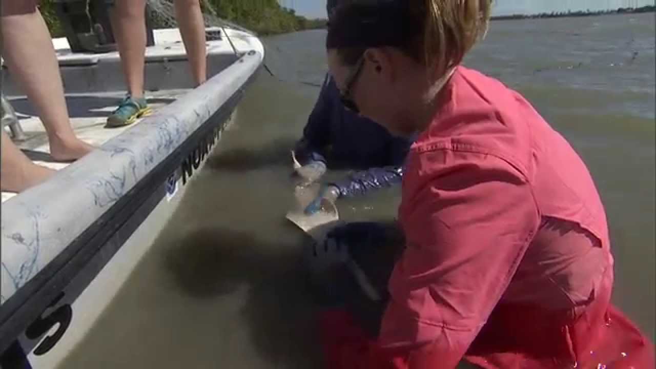 Protecting the Smalltooth Sawfish
