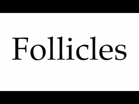 How to Pronounce Follicles