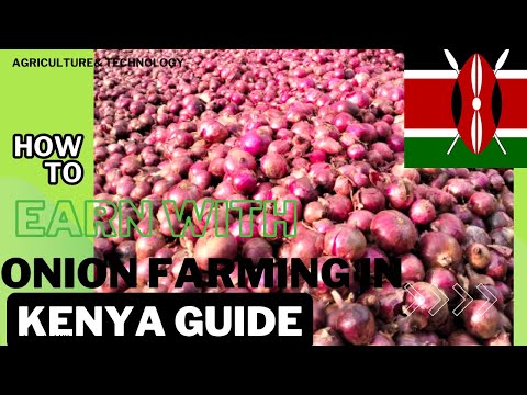 Onion farming in Kenya step by step guide