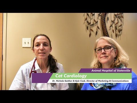Cat Cardiology