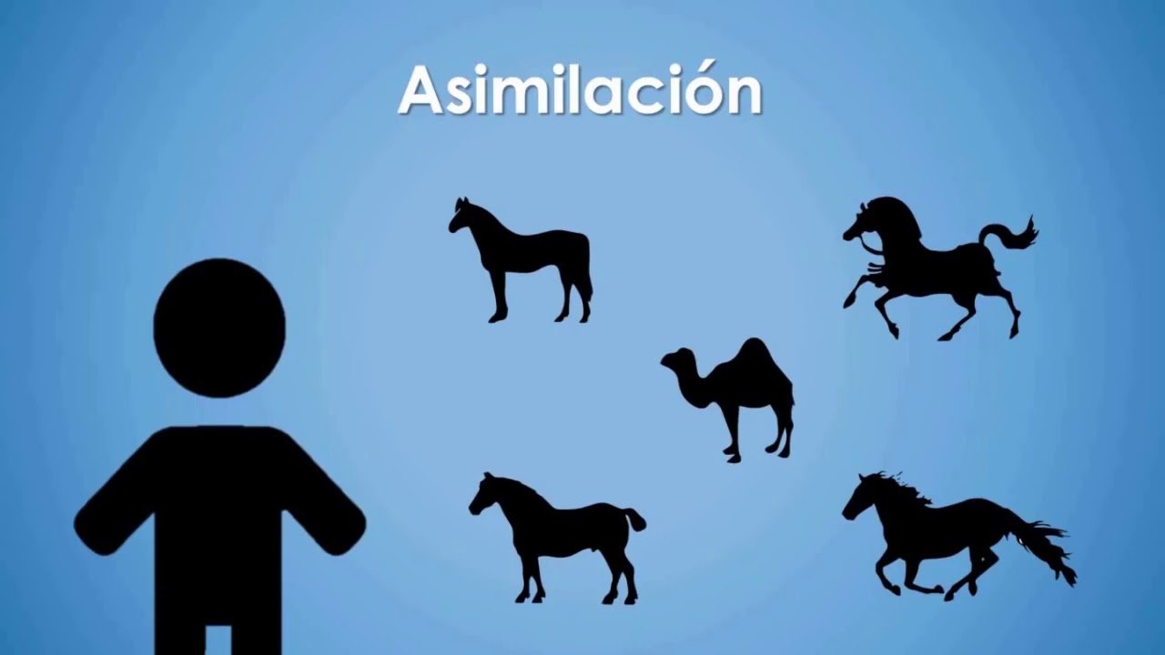 Piaget Asimilación y Acomodación