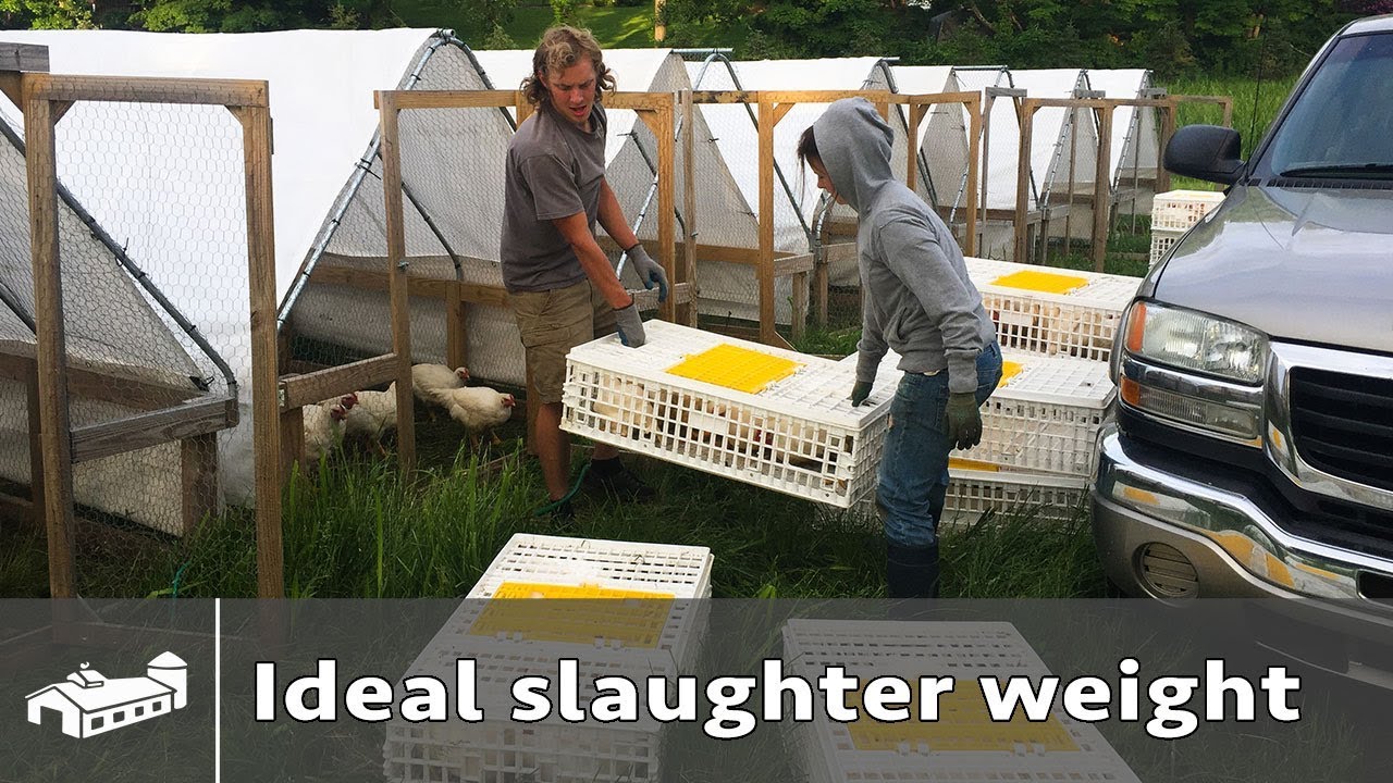 What is the ideal slaughter weight of a broiler chicken? - AMA S2:E4