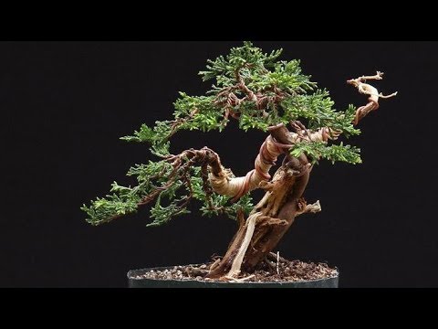 The most popular species are the Chinese juniper (Juniperus chinensis)