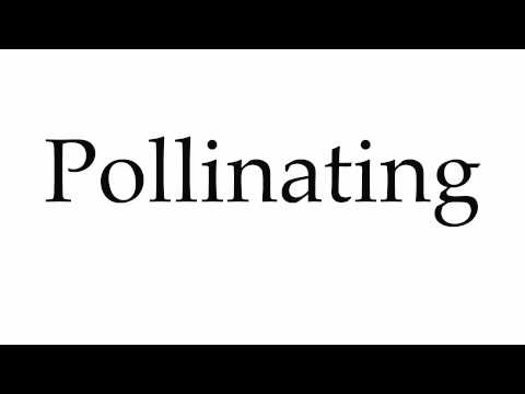 How to Pronounce Pollinating