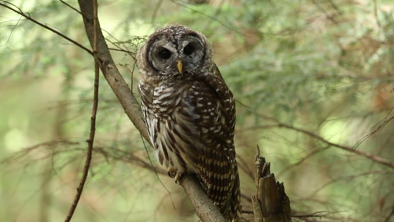 Juvenile Barred Owl preening his feathers and calling.