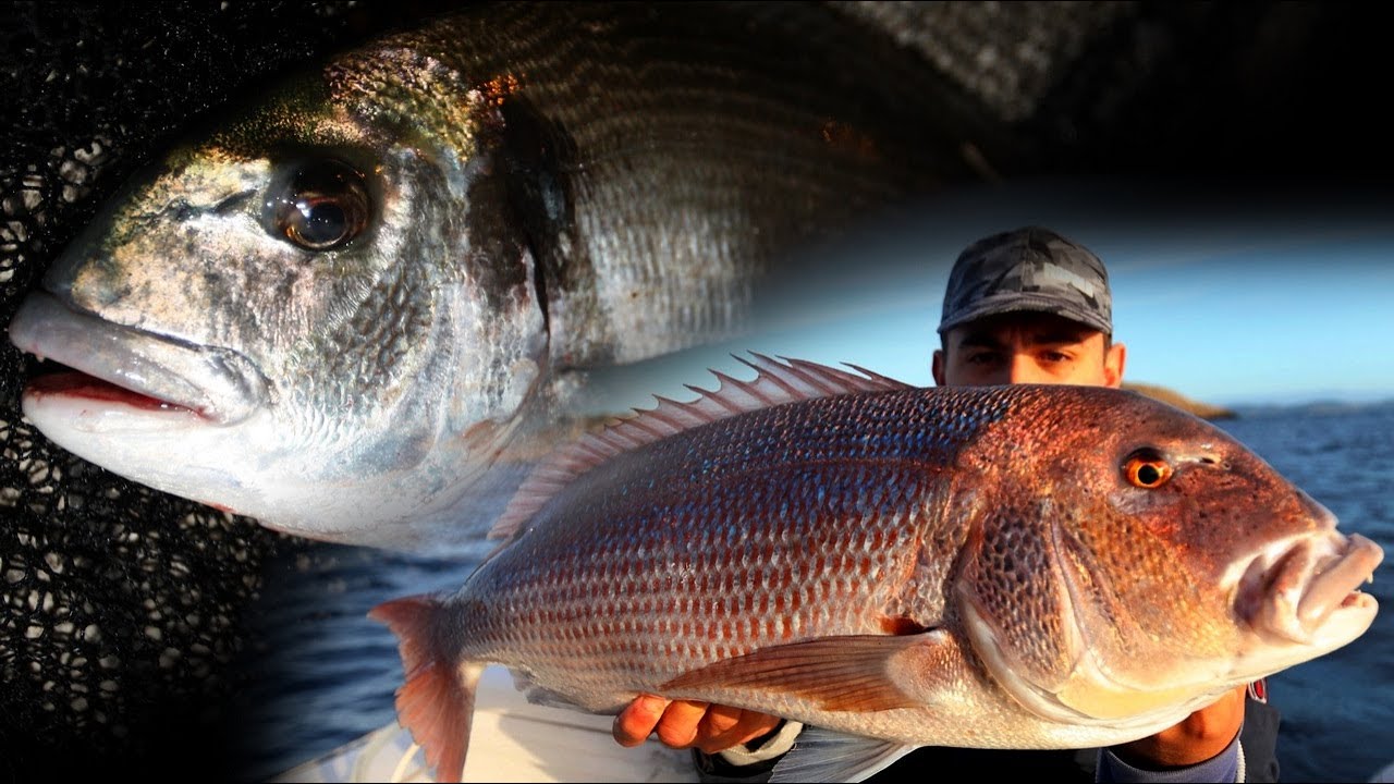 RIBOLOV LICE NA POVRŠINCE - Praktični Ribolov