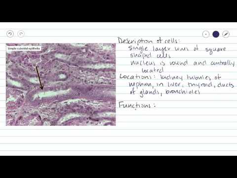 Simple Cuboidal Epithelium