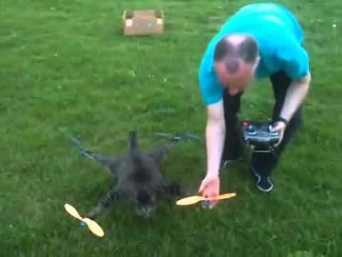 El ‘gato helicóptero’ disecado | seniatica