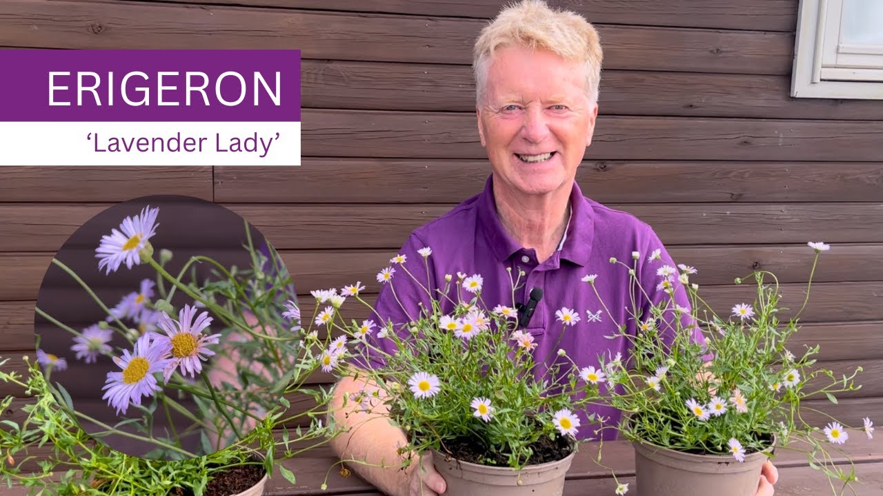 Erigeron Lavender Lady
