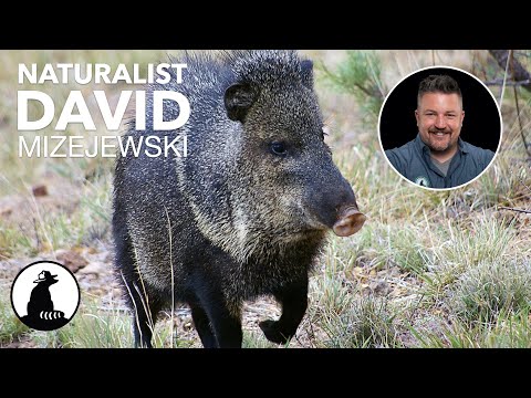 What the Heck is a Javelina?