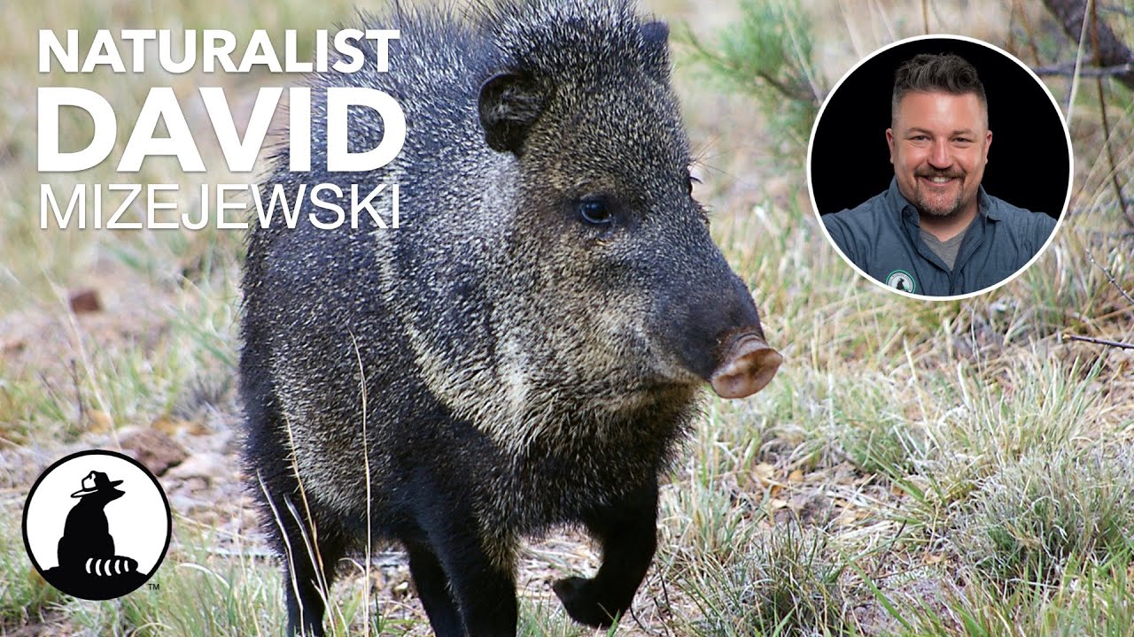 What the Heck is a Javelina?