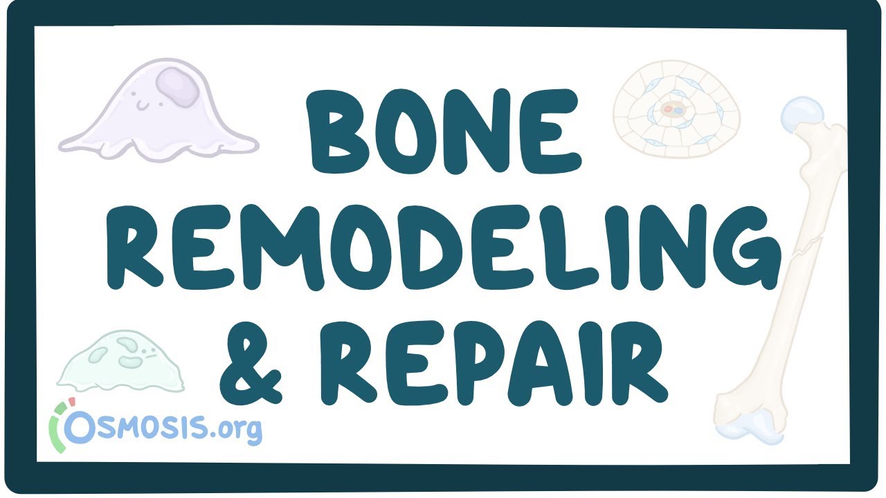 Bone remodeling and repair