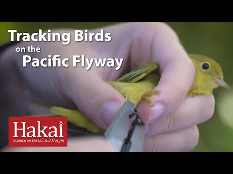 ID Tags - Identification Tags Latest Price, Manufacturers & Suppliers