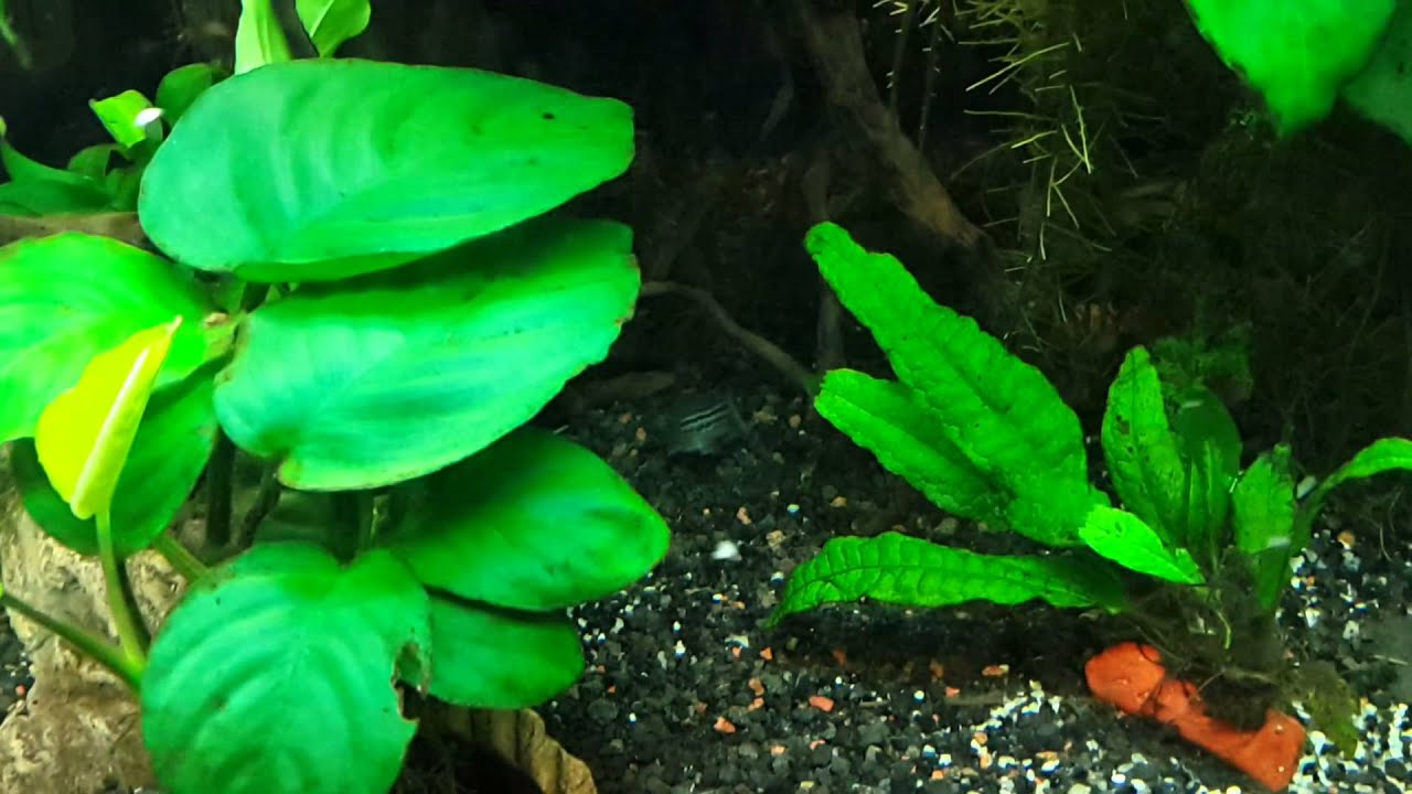 Bamboo Shrimp • Care Guide (Tank Setup, Mates & Diet)