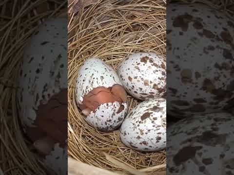 Bird Eggs Hatching @bdwildbird