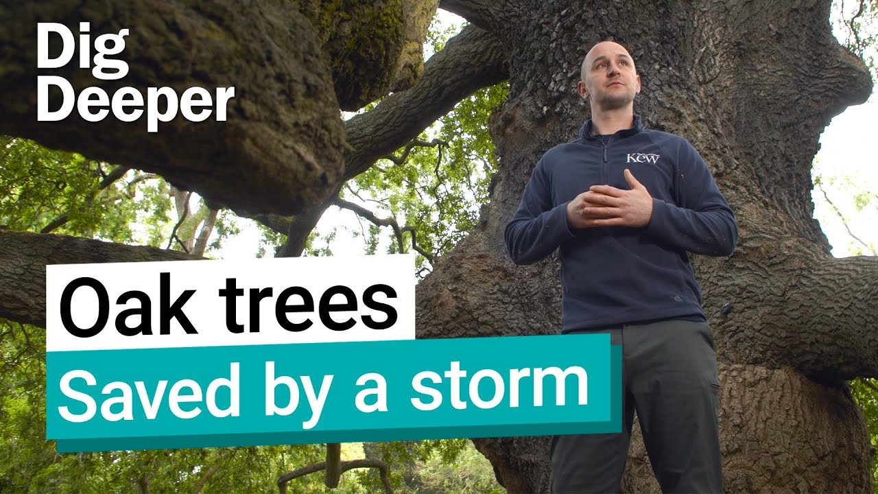 Oak trees: Kew's living legends | Dig Deeper episode 12