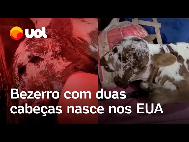 Bezerro nasce com duas cabeças e quatro olhos em fazenda nos EUA