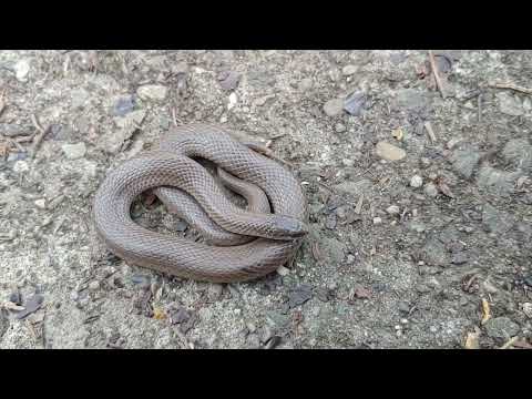 Smooth Earth Snake discussion - Meade County KY - 30 March 2024