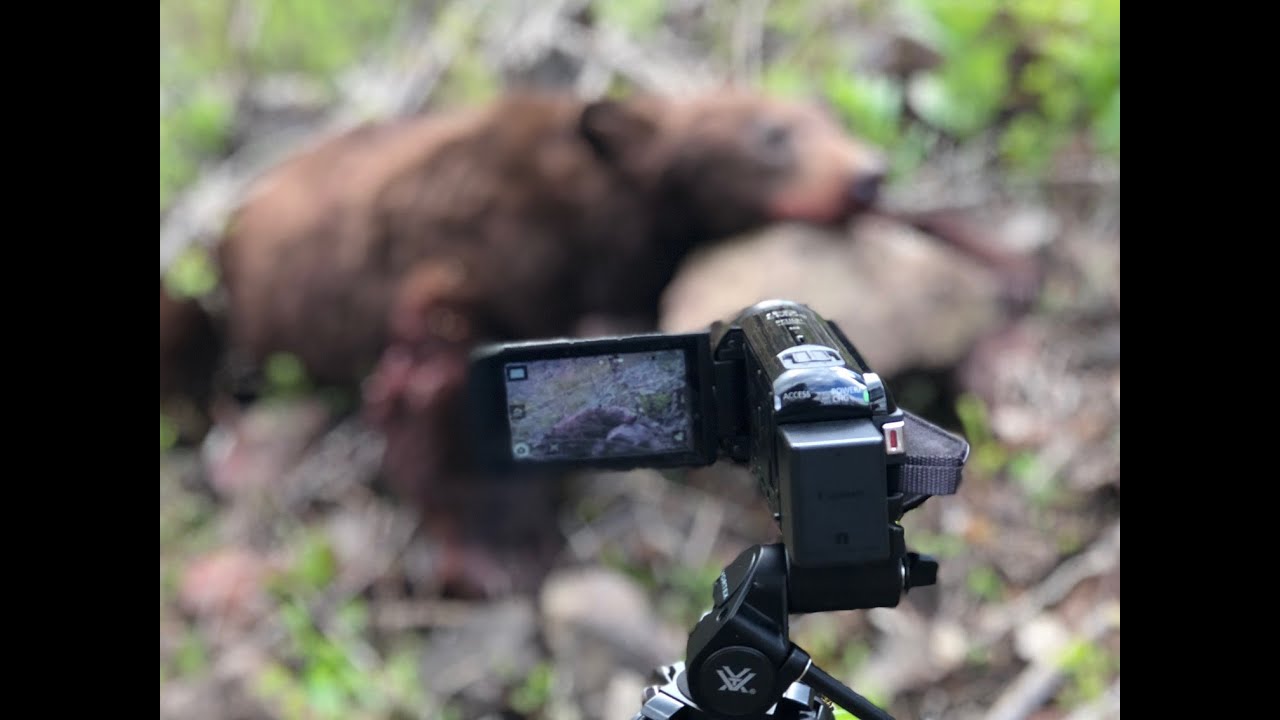 Hells Canyon Spring Bear Hunt - Oregon 2018