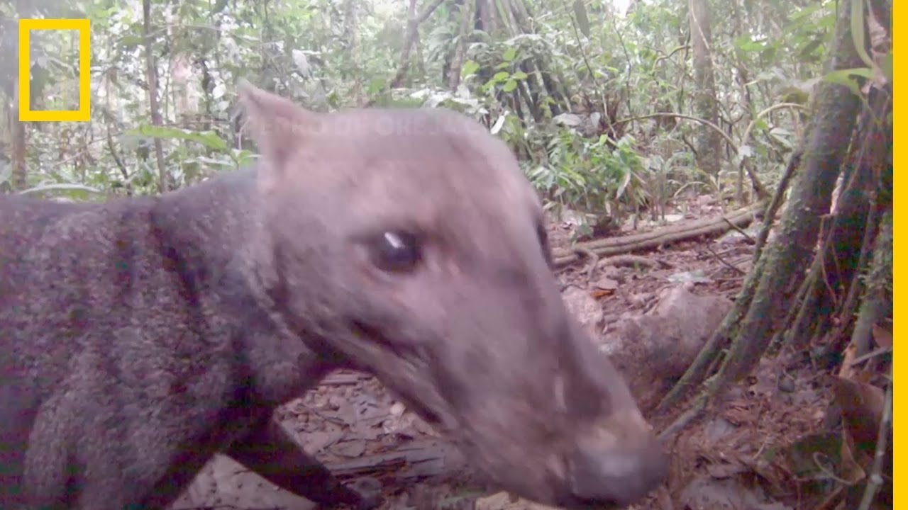 El Perro Amazónico: pieza clave del ecosistema de la selva - Rumbos de ...