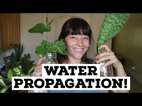 What I'm Currently Propagating | Water Propagating Plants