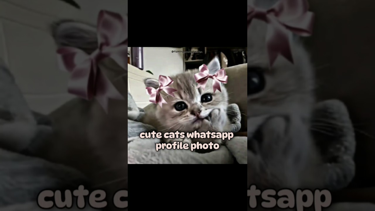 Cute cats whatsapp Profile photo | #shorts #aesthetic #aestheticfeed #whatsapp #profile #pfp #cats
