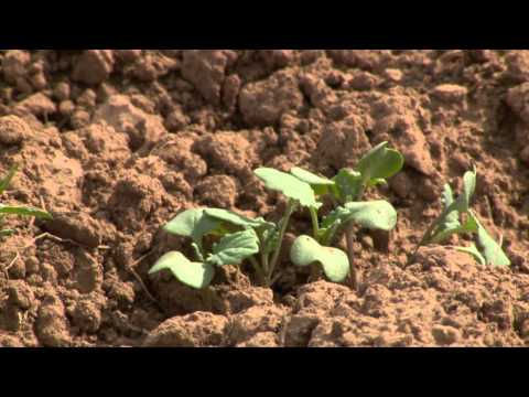 Canola Planting (10/11/14)