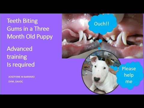 Lower Canine Teeth Biting Gums of Top Jaw in a 3 month old Puppy