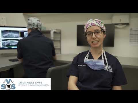 Veterinary Specialists - Veterinary Specialists of Sydney