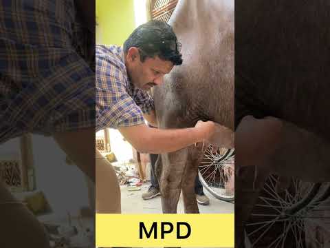 MPD | Dr. Umar Khan #mpd #vet