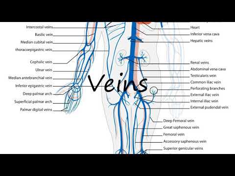 How to Pronounce Veins?