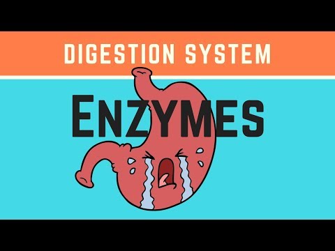 Biology- What are the enzymes of the digestive system?