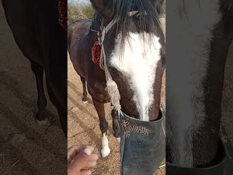 horse π MashAllah π very amazing vedio π animal words that start with green hair grass valley