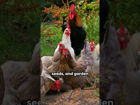 Frugal Tips for Backyard Chicken Keepers