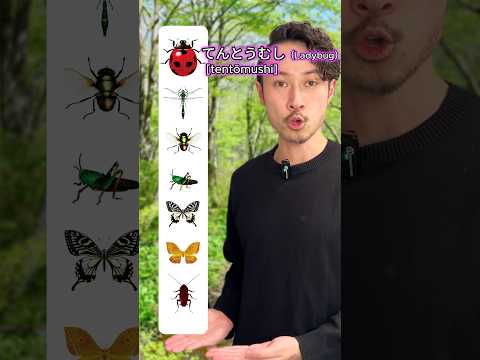 Insect Names in Japanese🇯🇵🐞 #japaneselesson #learnjapanese #nihongo