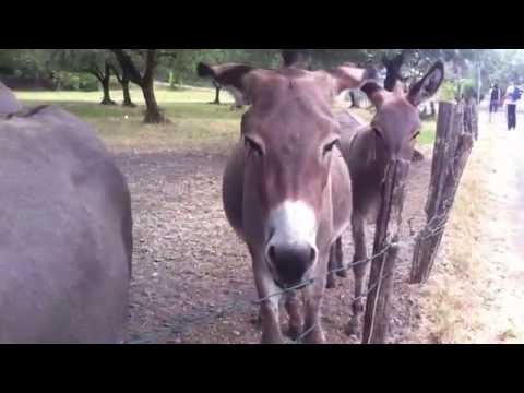 Steam Community :: Video :: Donkeys