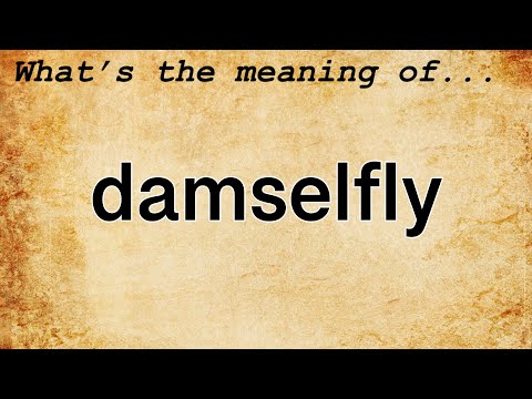 Damselfly Meaning : Definition of Damselfly
