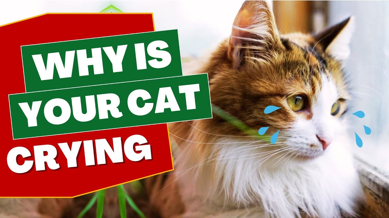 Why Do Cats Cry? The Shocking Truth You Never Knew 😿