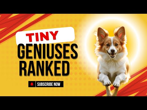 Tiny Dogs, Huge Brains: Ranked & Explained by Science