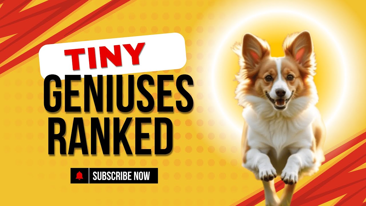 Tiny Dogs, Huge Brains: Ranked & Explained by Science