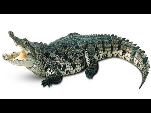 American Sign Language ASL Video Dictionary - crocodile