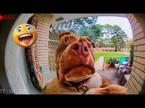 Unexpected Laugh with these Funny Dogs - Best Funniest Dog Videos of The Year