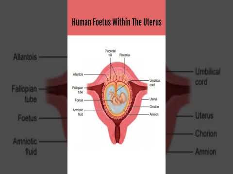 Human Fetus Development Inside the Uterus β A Detailed Diagram