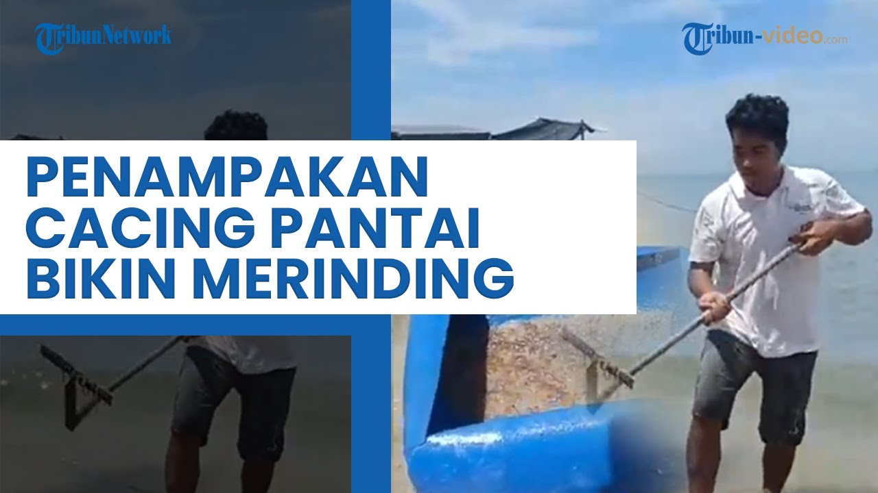 Bikin Merinding, Begini Penampakan Cacing Pantai. Warganet: 'Baru Tahu ...