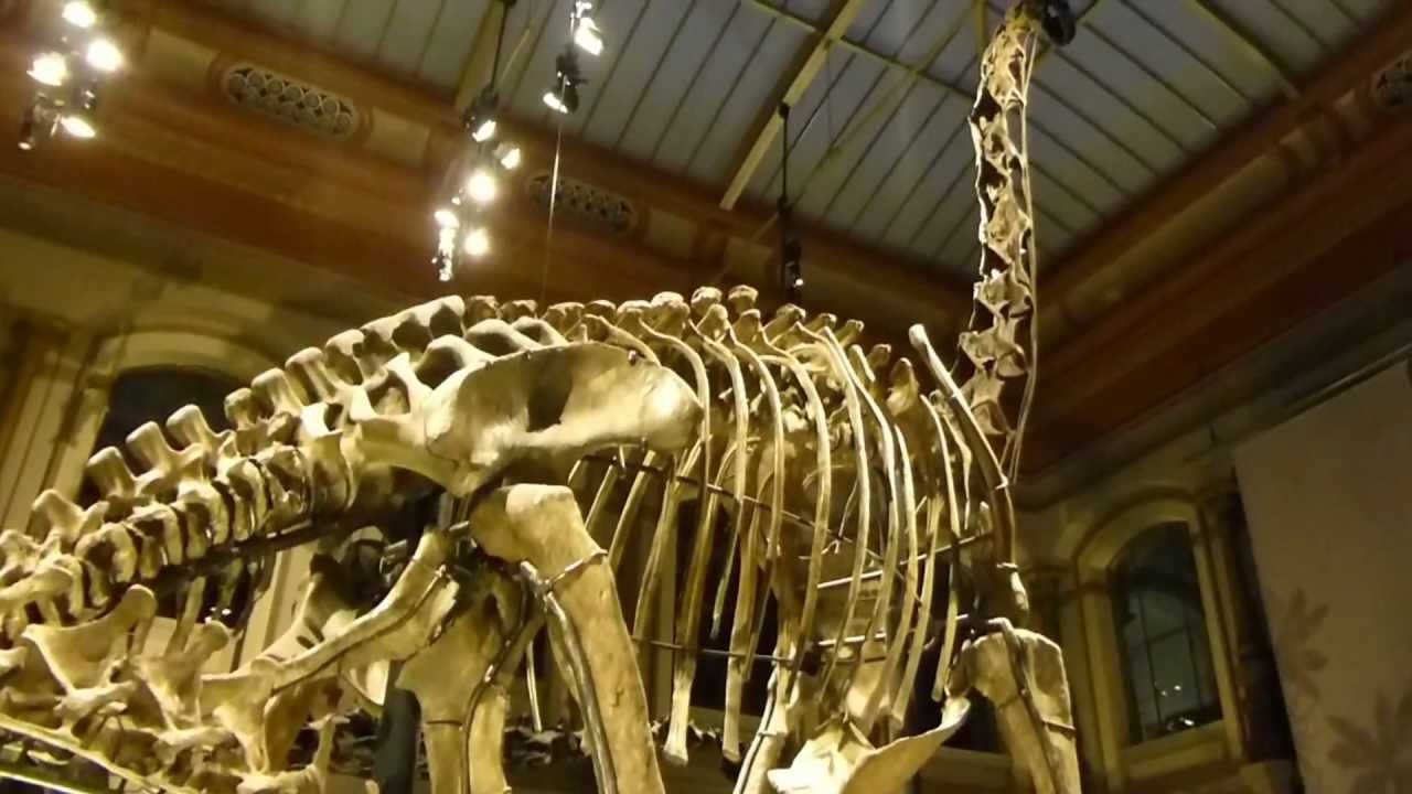 WORLD RECORD: The tallest Dinosaur skeleton