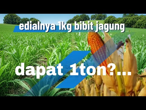IDEALNYA TIAP 1KG BENIH JAGUNG DAPAT 1TON?..