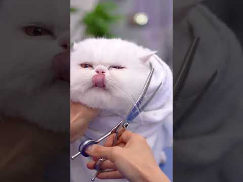 The cutest cat´s haircut!!! 😻🛁✂️❤️